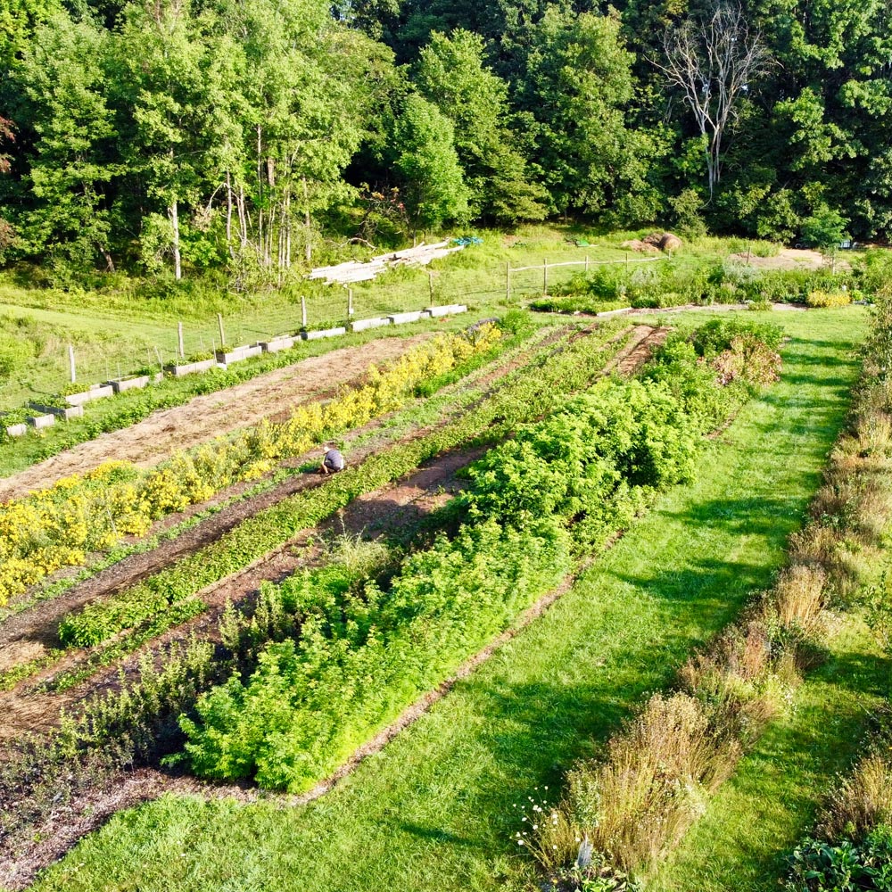 Arthur’s Point Farm | Native Plants, Trees & Ecological Stewardship ...