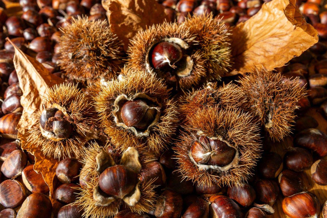 The Revival of Chestnuts in America – Arthur's Point Farm