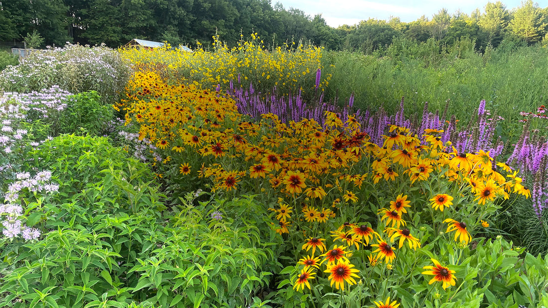 Arthur’s Point Farm | Native Trees, Shrubs, and Perennials – Arthur's ...
