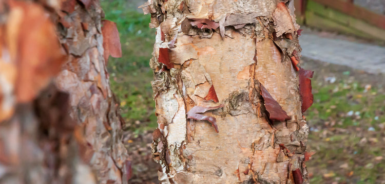 Trees – Arthur's Point Farm
