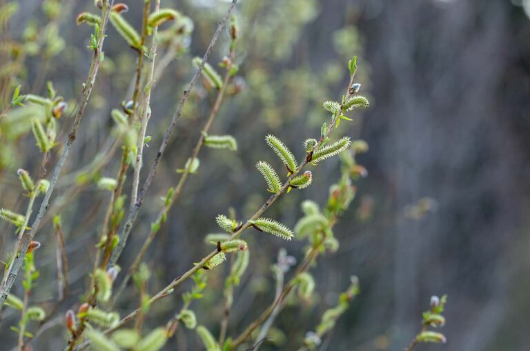 Willow, Streamco | Arthur’s Point Farm