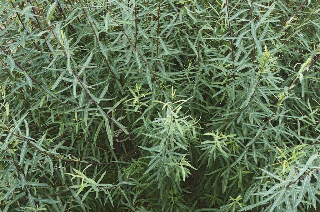 Willow, Streamco | Arthur’s Point Farm