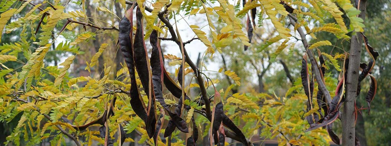 Honey Locust: Loved by Livestock and People Alike | Arthur’s Point Farm